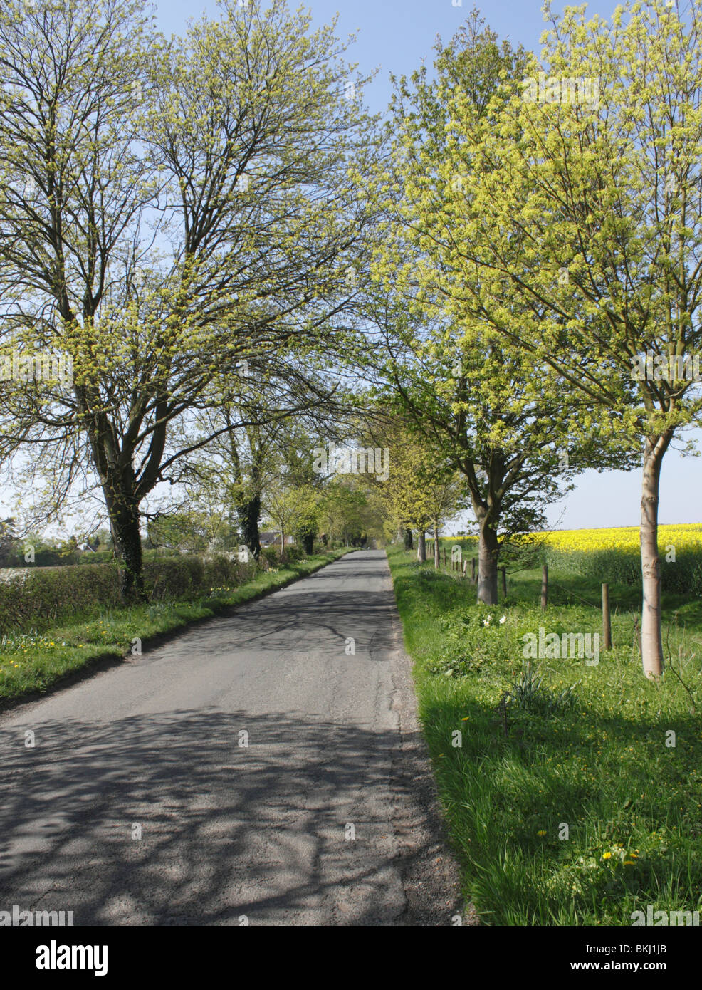 Trees and country lane hi-res stock photography and images - Alamy
