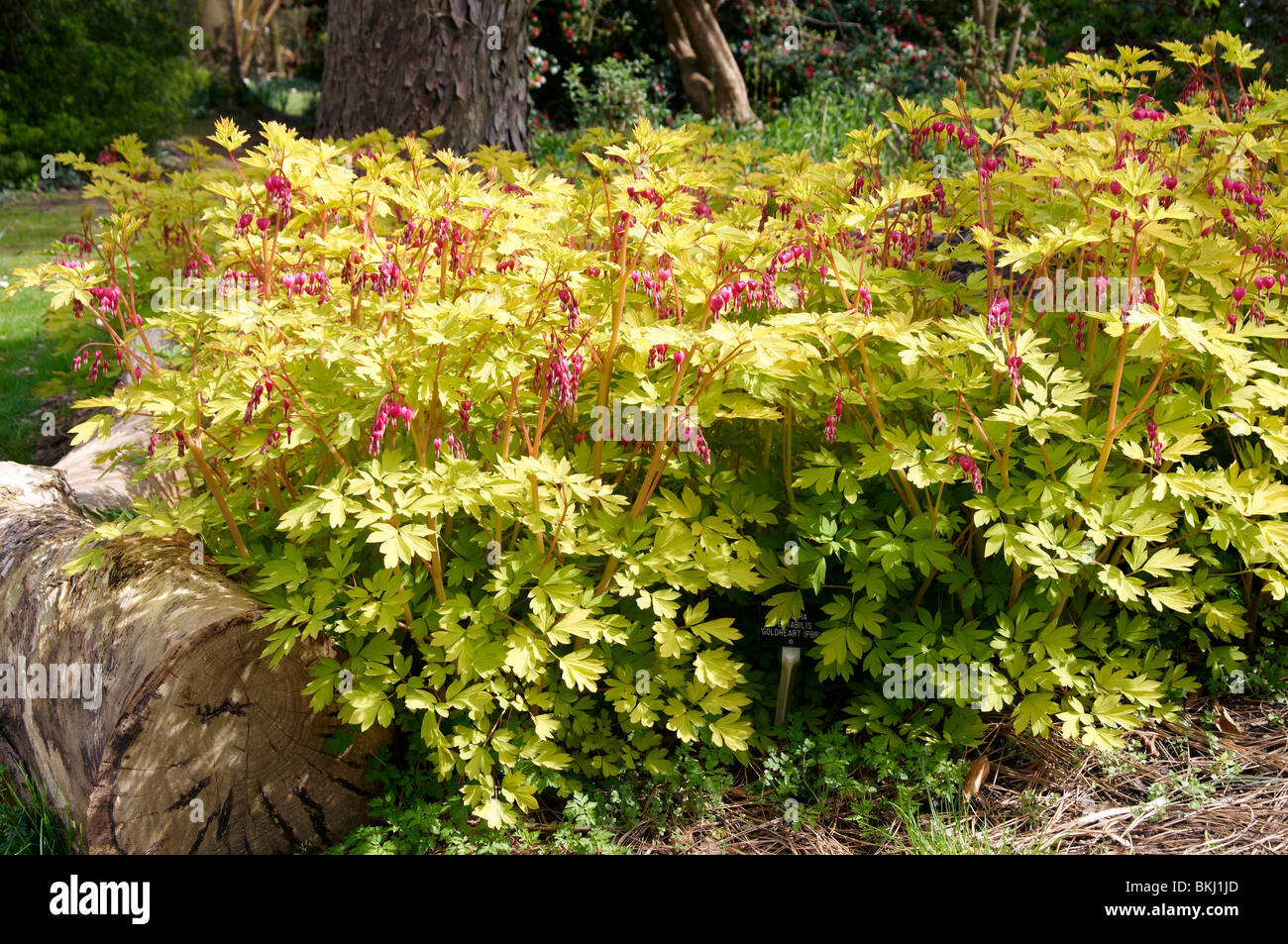 Dicentra spectabilis gold heart hi-res stock photography and images - Alamy
