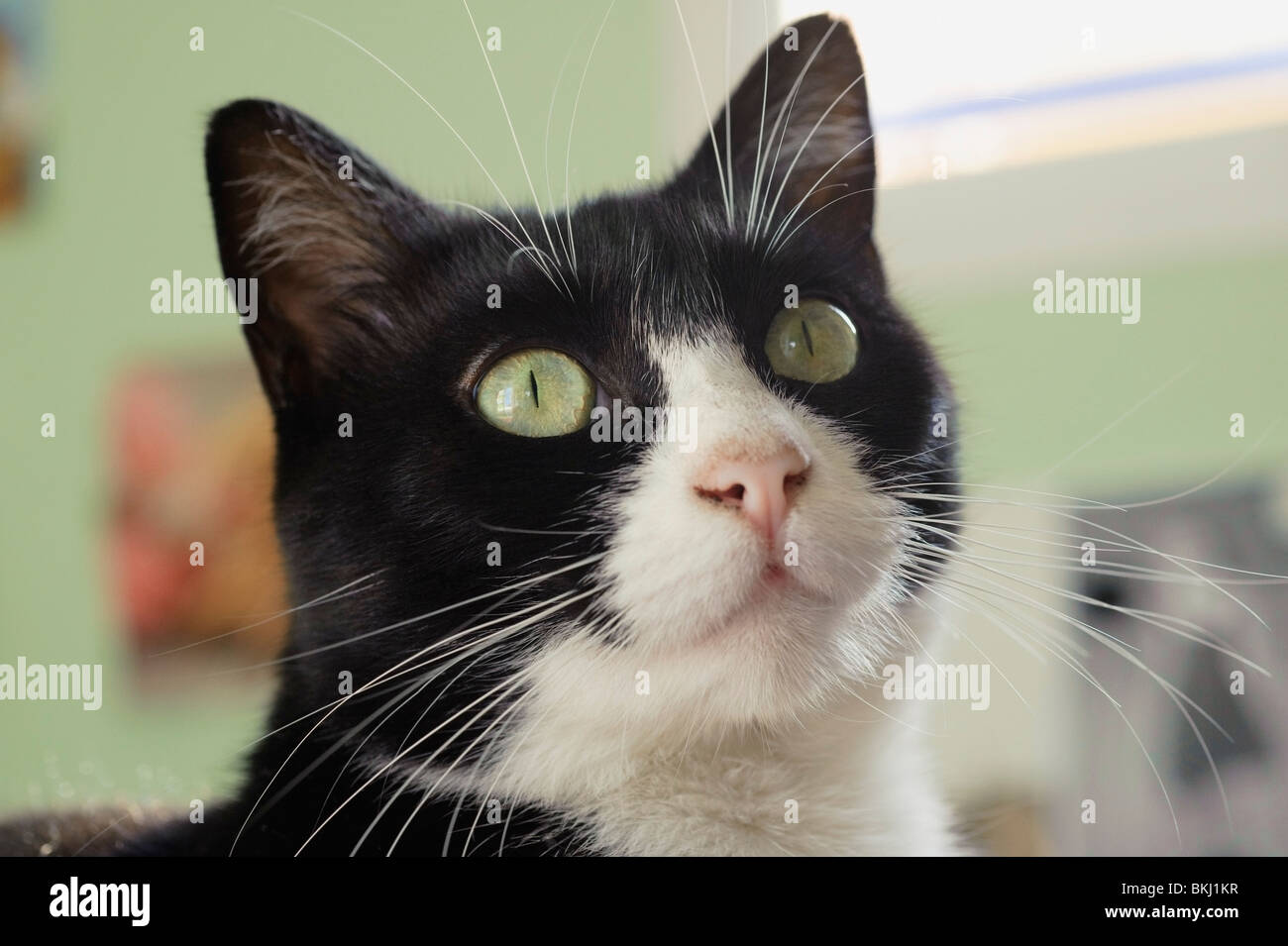 Cat observation hi-res stock photography and images - Alamy