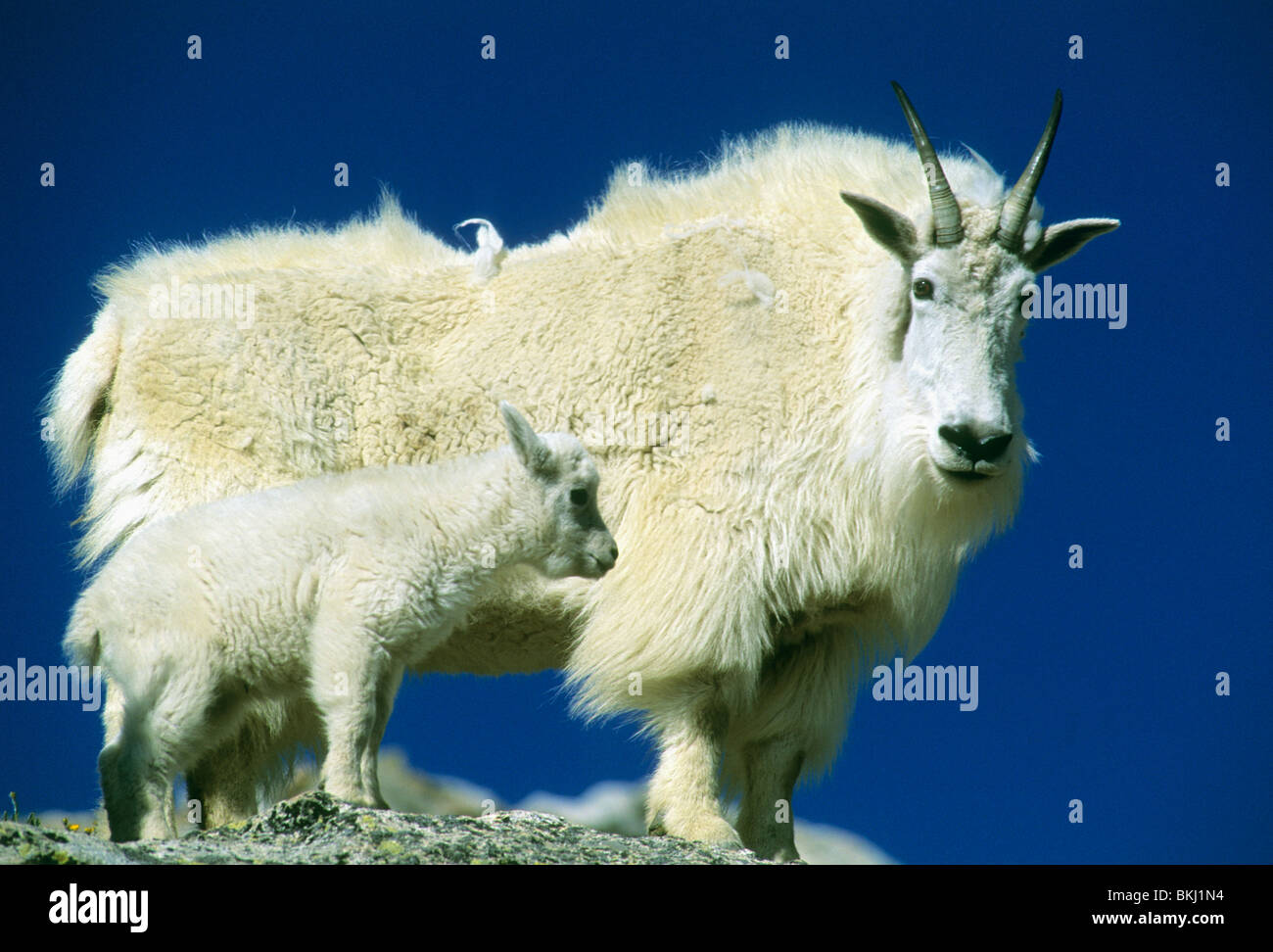 Animals mother baby calf goat hi-res stock photography and images - Alamy