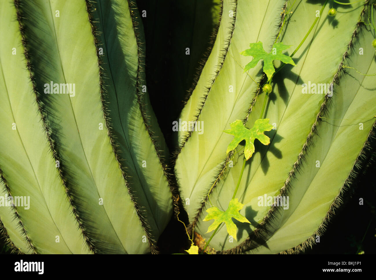 Cucumber cactus hi-res stock photography and images - Alamy