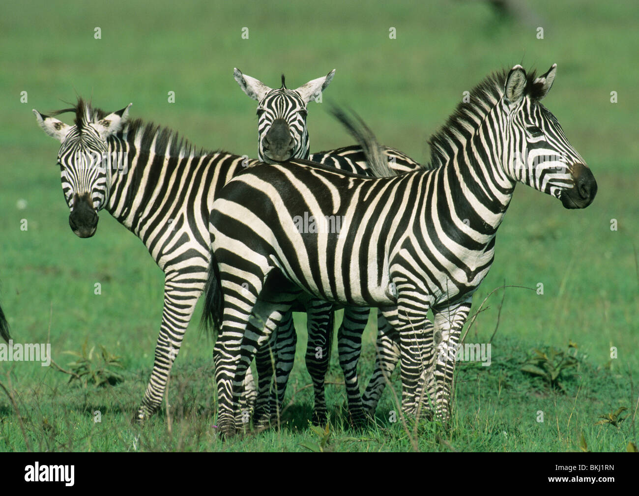 Burchell's Zebra, (Equus burchelli), bachelor group, Masai Mara Reserve ...