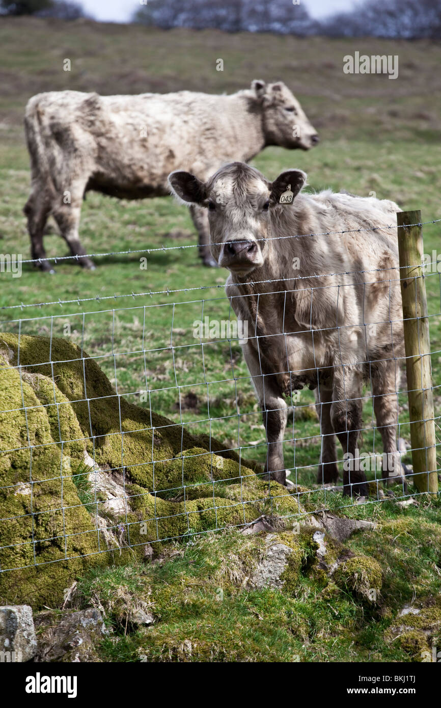 Farmers and cows hi-res stock photography and images - Alamy