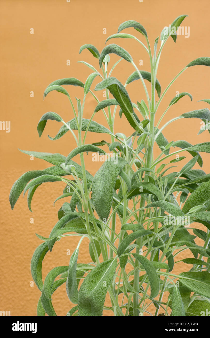 Close-up of sage plant on yellow background Stock Photo - Alamy