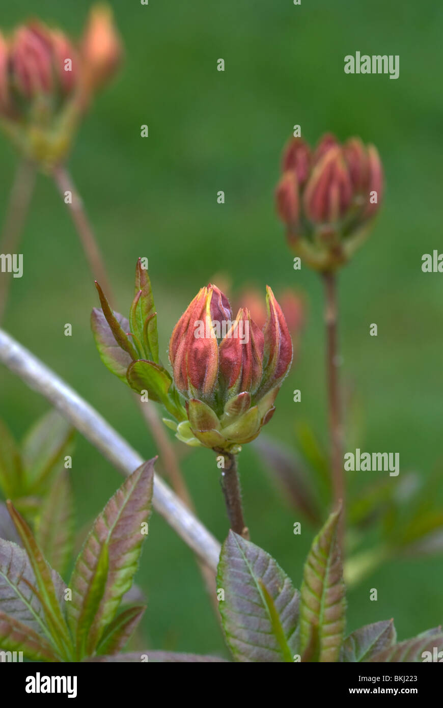 Deciduous azalea hi-res stock photography and images - Alamy