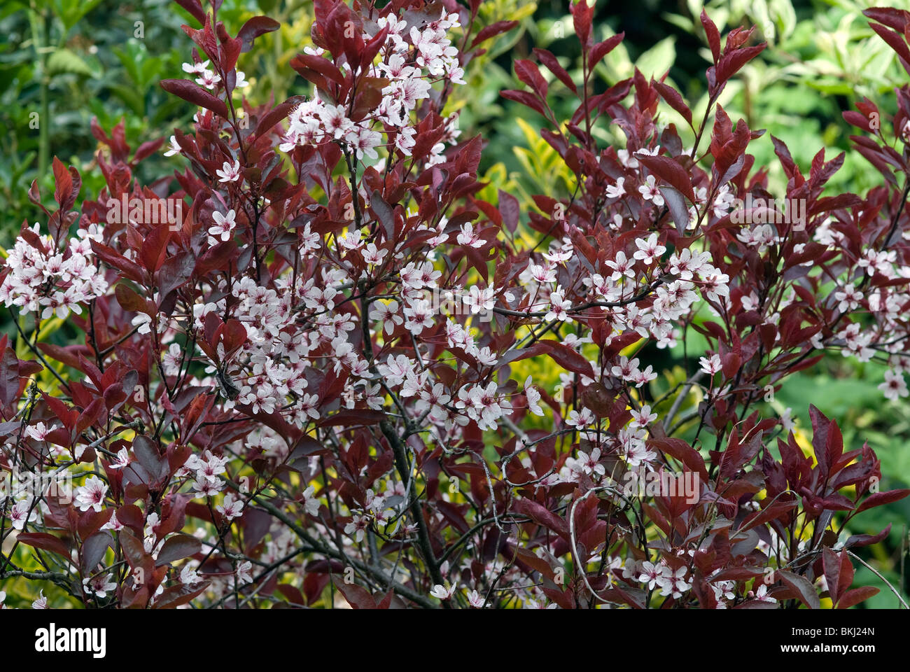 Purple leaved sand cherry hi-res stock photography and images - Alamy
