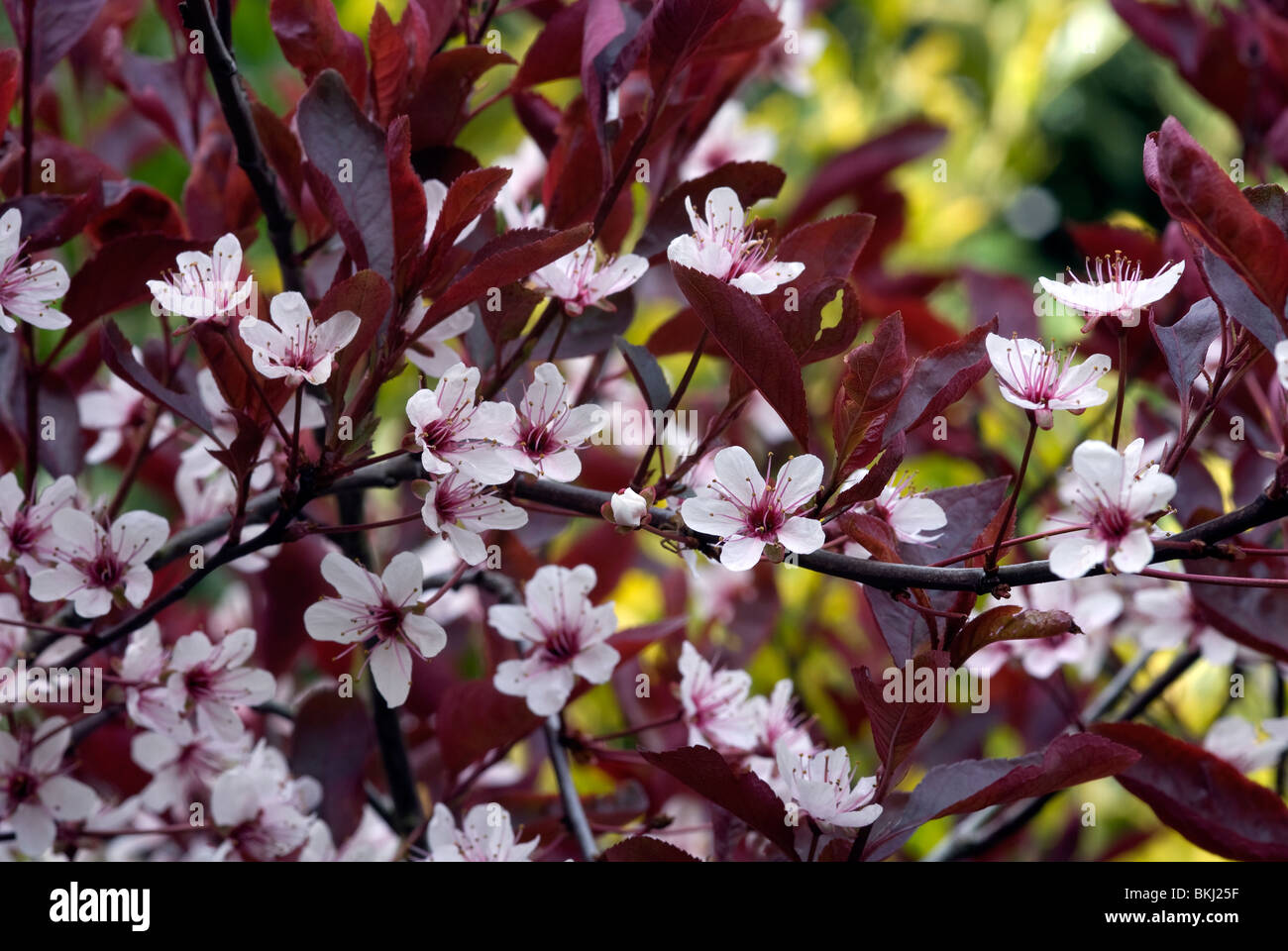 Purple Leaved Sand Cherry in spring Stock Photo - Alamy