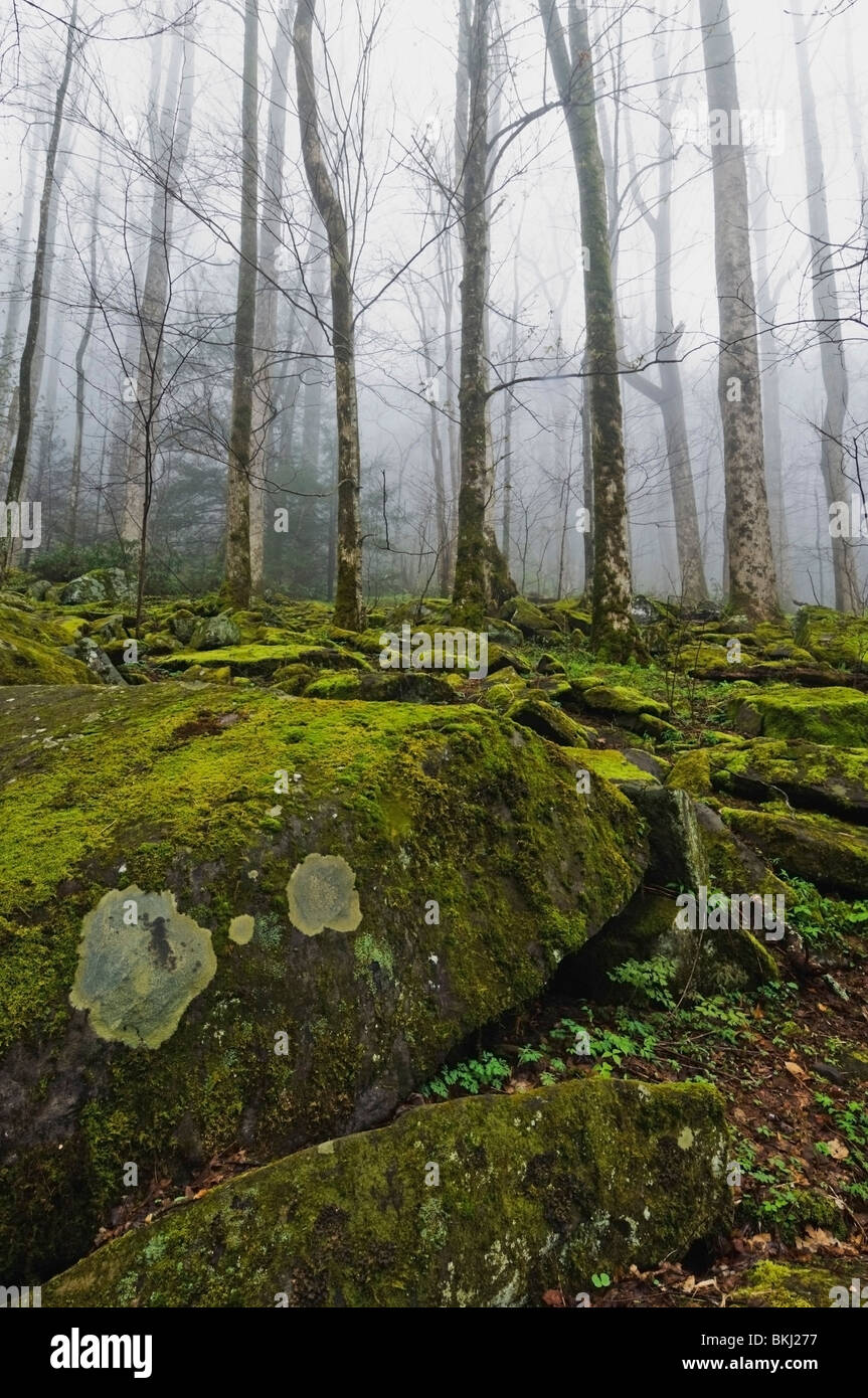 Great Smoky Mountains National Park, Tennessee, United States Of ...