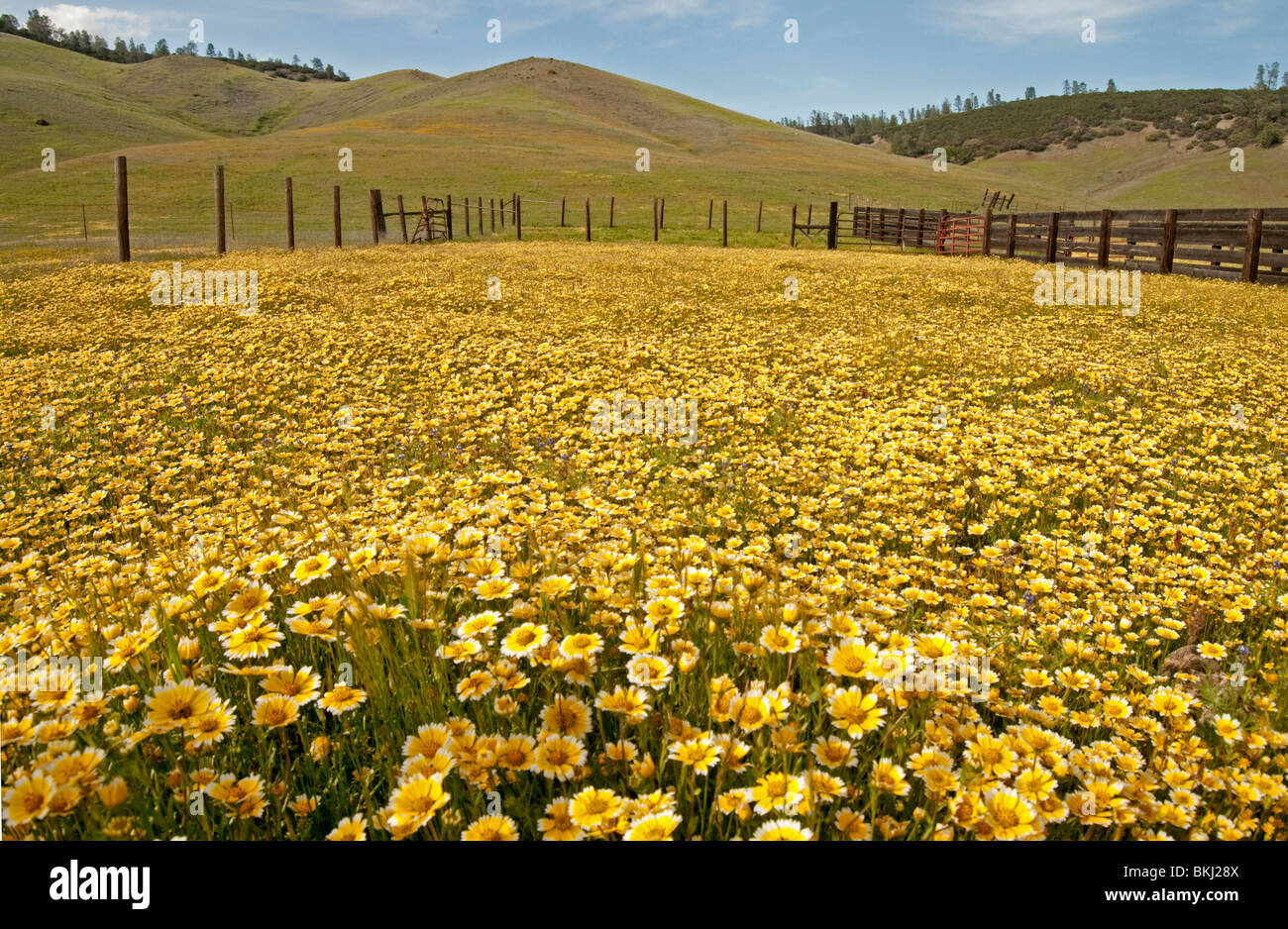 Yellow tidy tips Wildflowers at Bear Valley Road, California Stock ...
