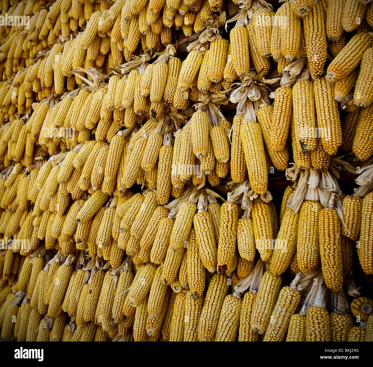 Corn drying in the sun. Qiaotou, Yunnan, China Stock Photo - Alamy