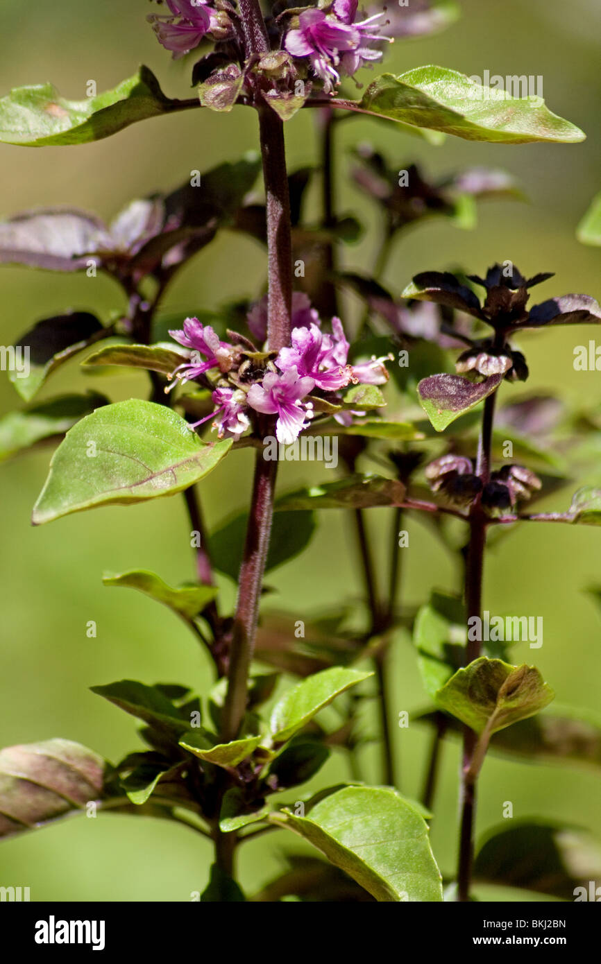 Basilicum plant hi-res stock photography and images - Alamy