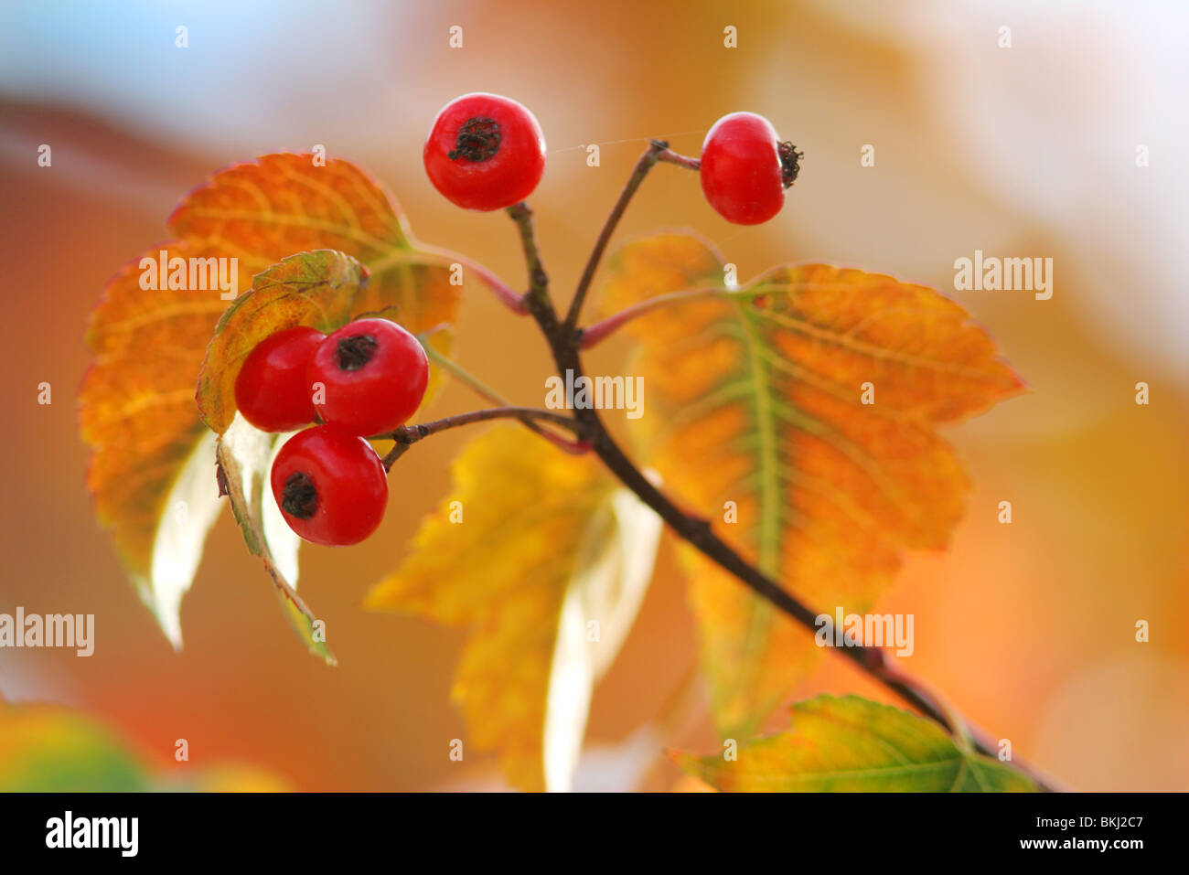 WASHINGTON HAWTHORN FRUIT AND LEAVES (CRATAEGUS PHAENOPYRUM) IN AUTUMN ...