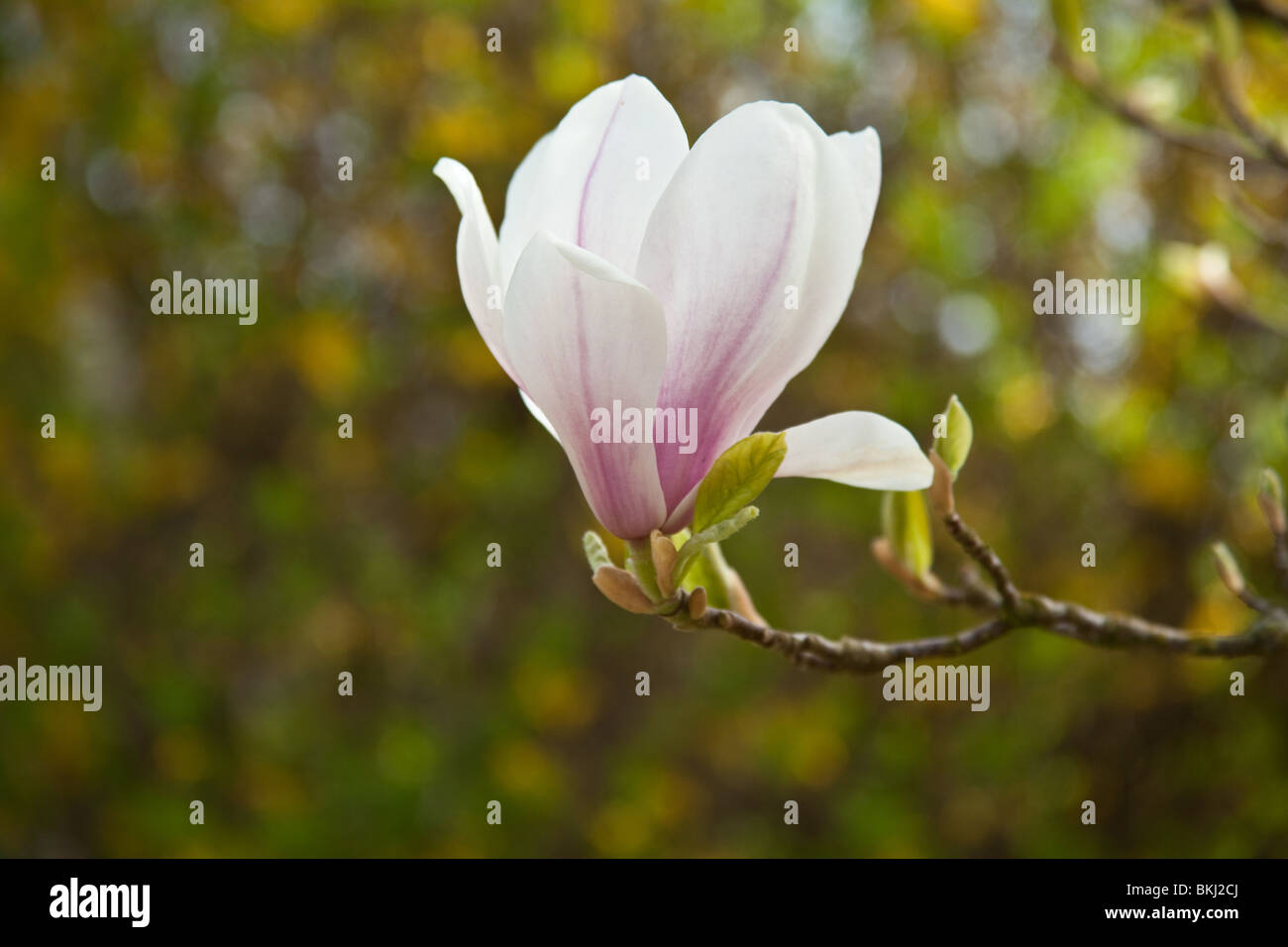 Magnolia soulangeana rustica rubra hi-res stock photography and images ...