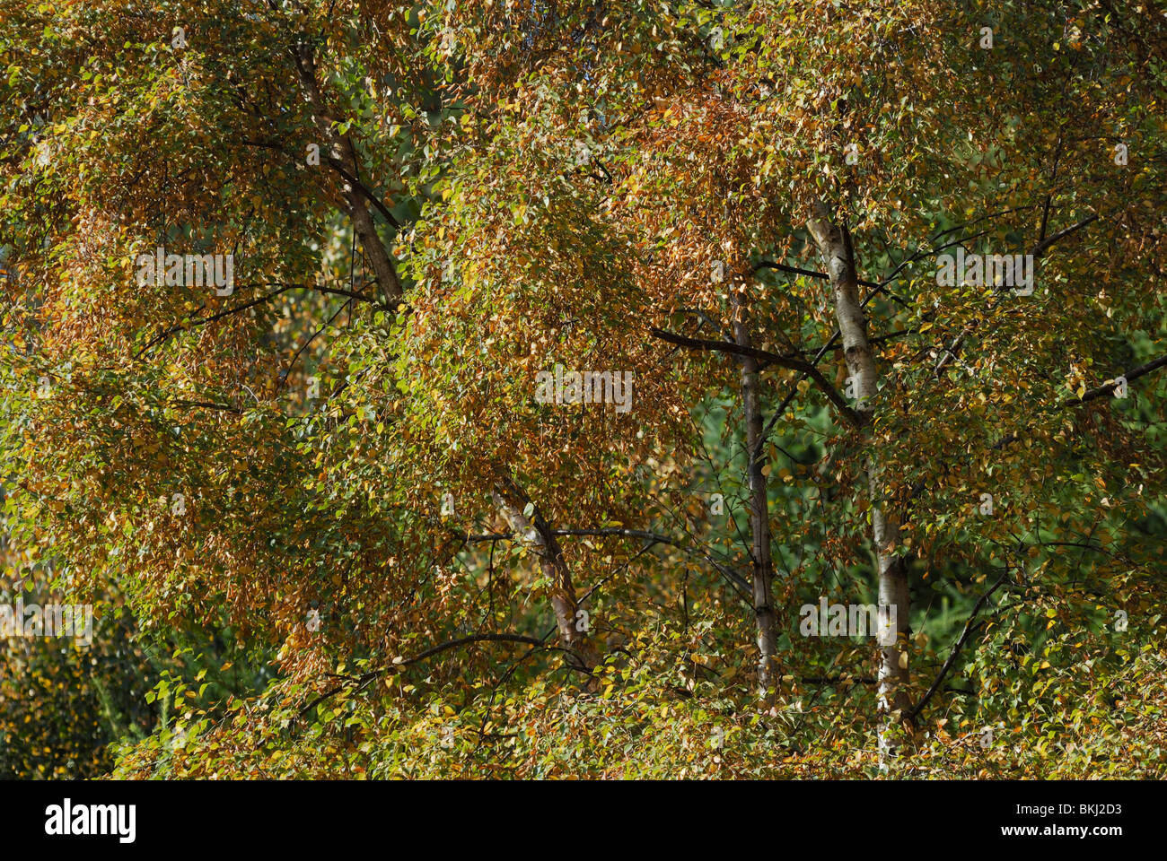 Silver Birch trees, Betula pendula in Autumn, Wales, UK Stock Photo - Alamy