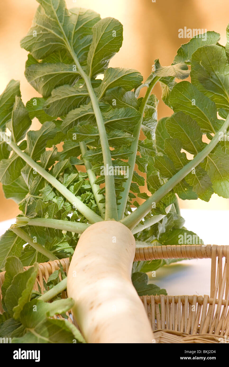 White radish root hi-res stock photography and images - Alamy