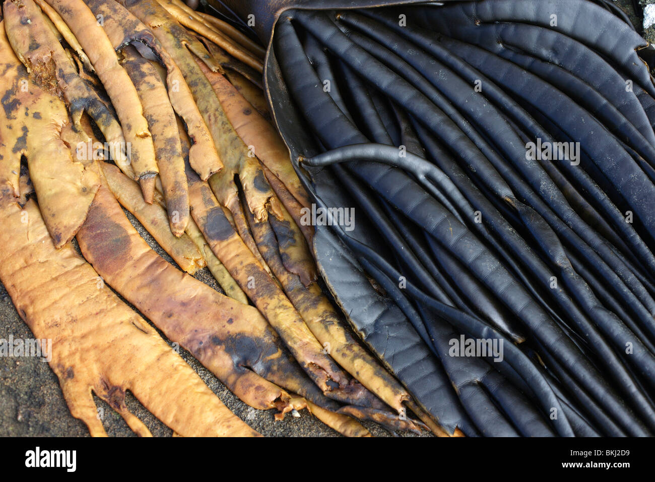 Seaweed washed up on a beach Stock Photo - Alamy