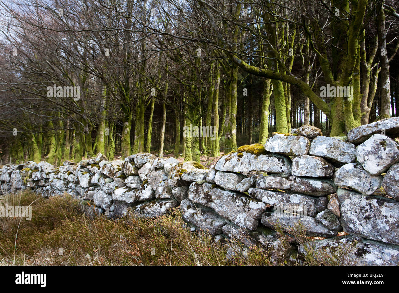 A stone wall on Dartmoor Devon Stock Photo - Alamy