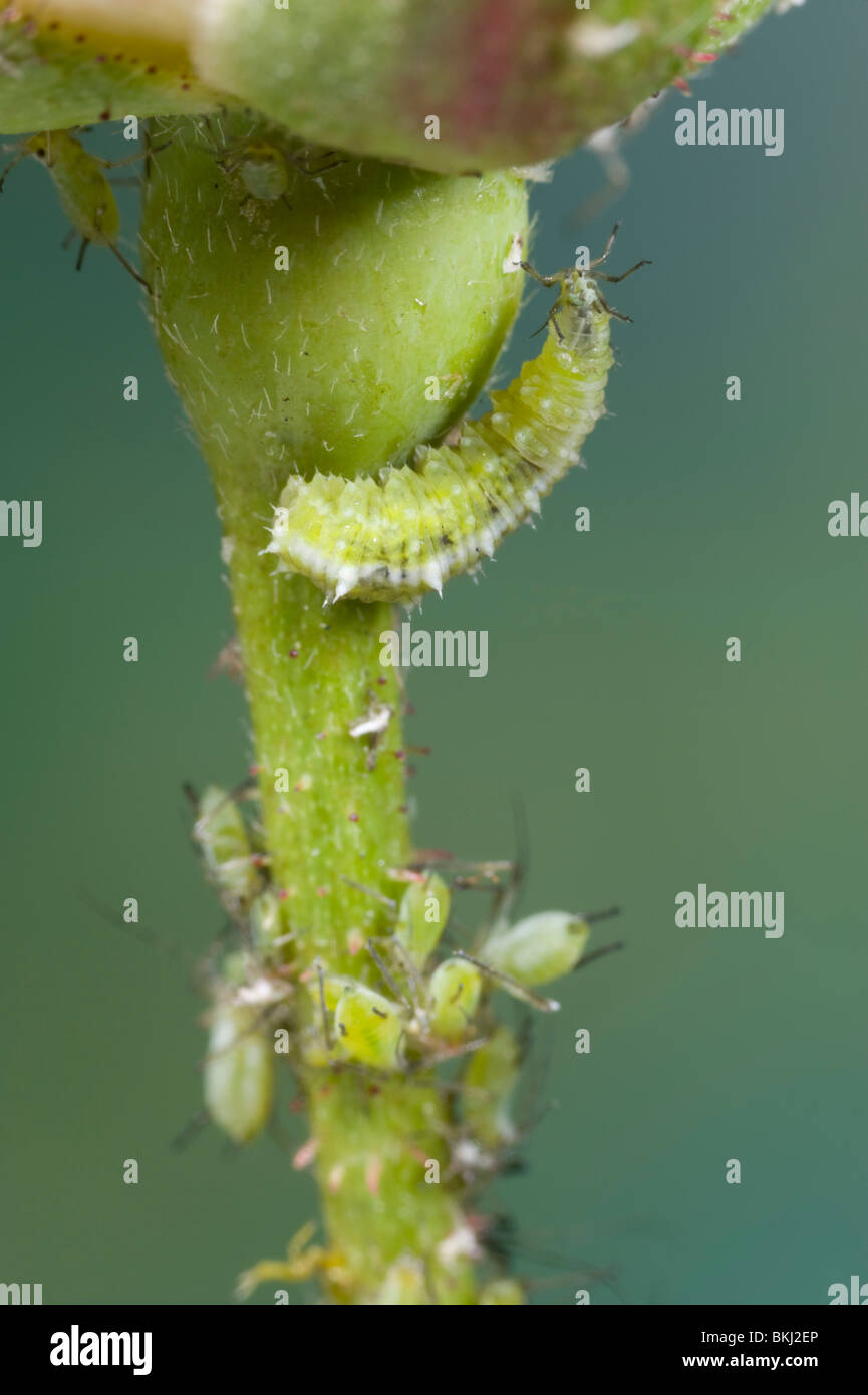 Predator of aphids hi-res stock photography and images - Alamy