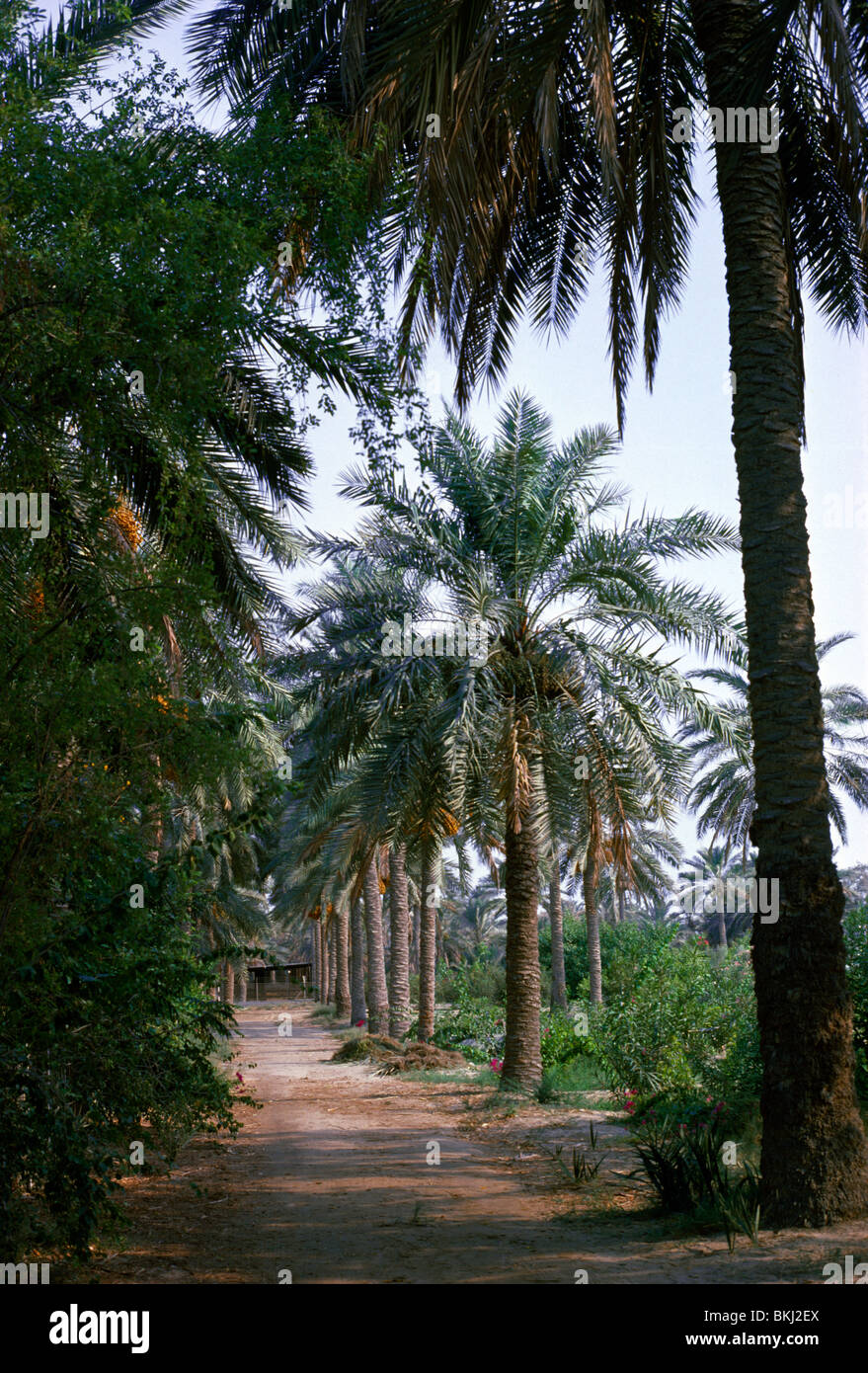 Bahrain date palms hi-res stock photography and images - Alamy