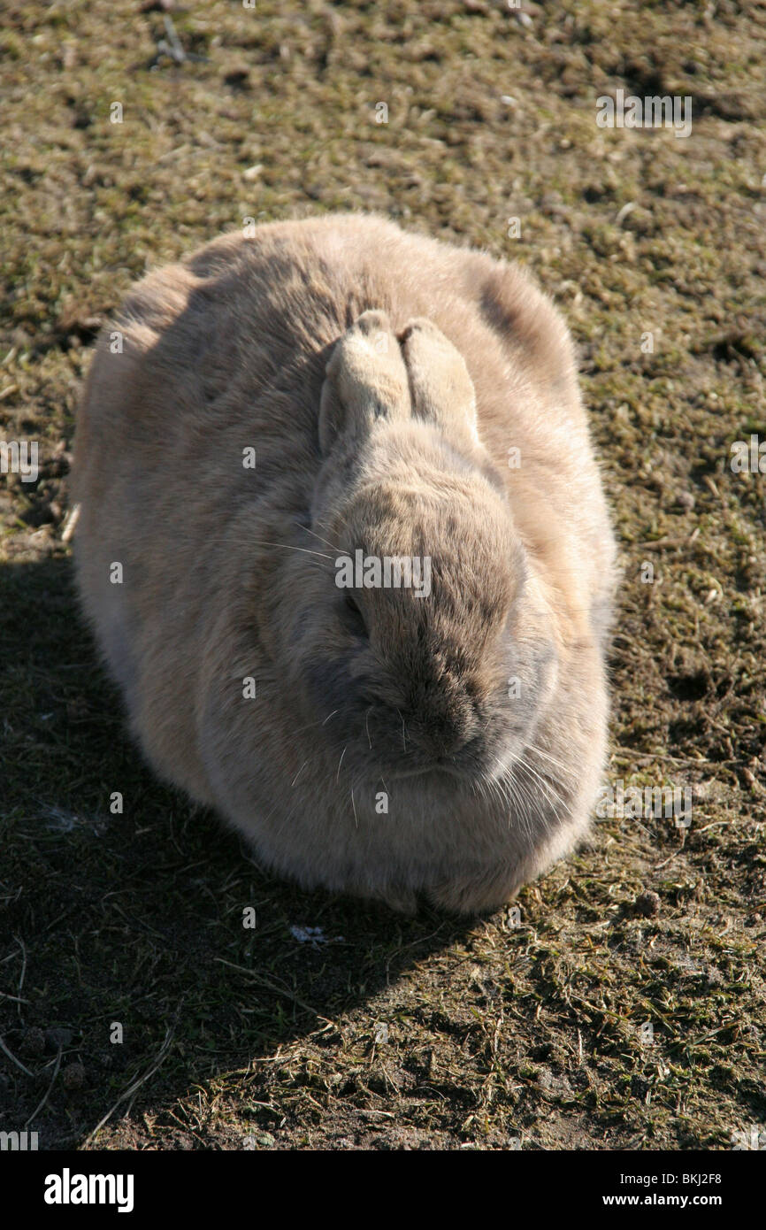 Rabbit wet hi-res stock photography and images - Alamy