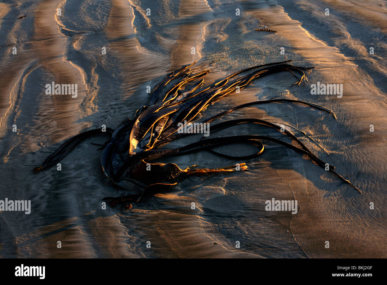 Seaweed washed up on a beach Stock Photo - Alamy