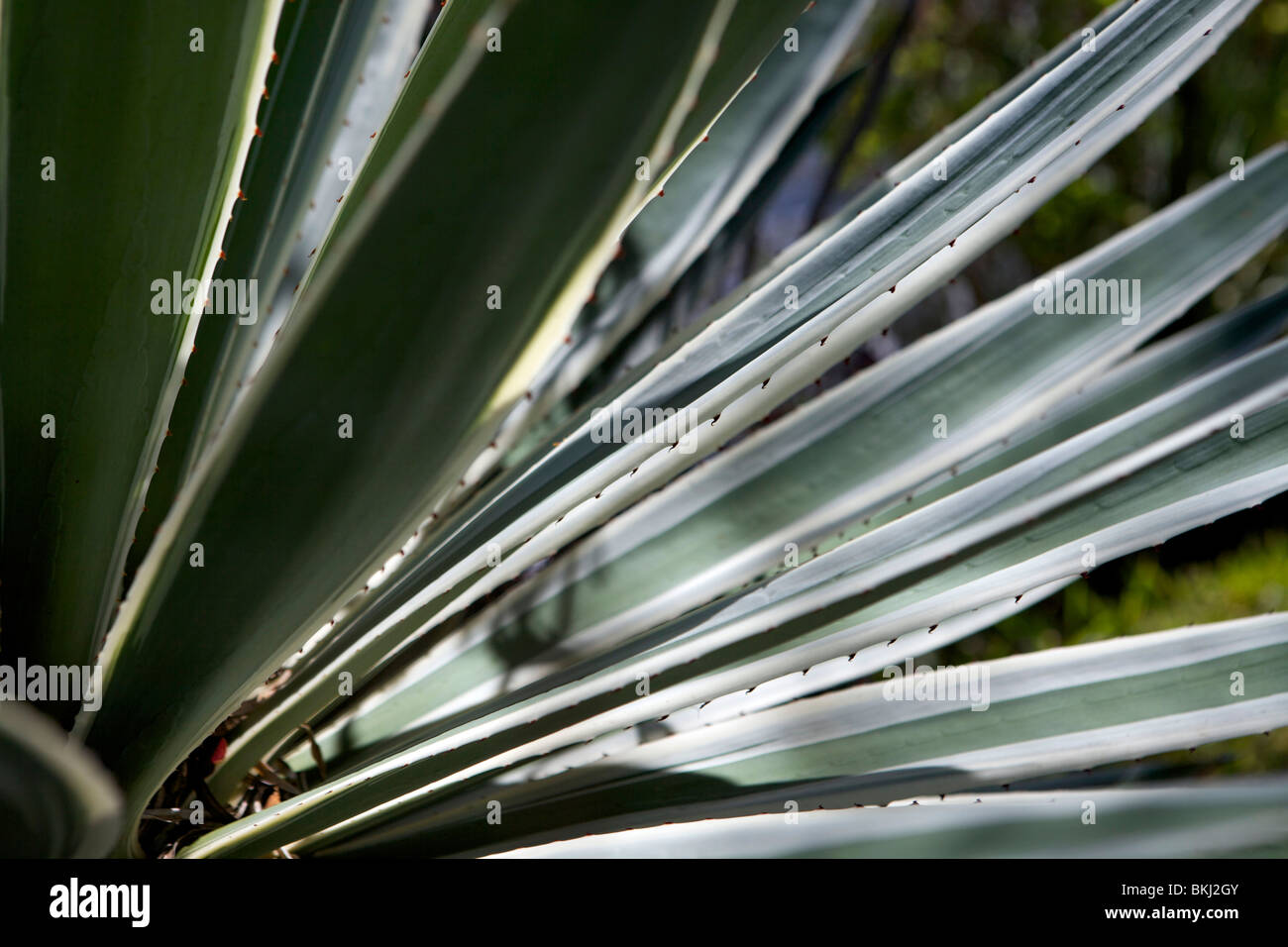 Plants with spiky leaves hi-res stock photography and images - Alamy