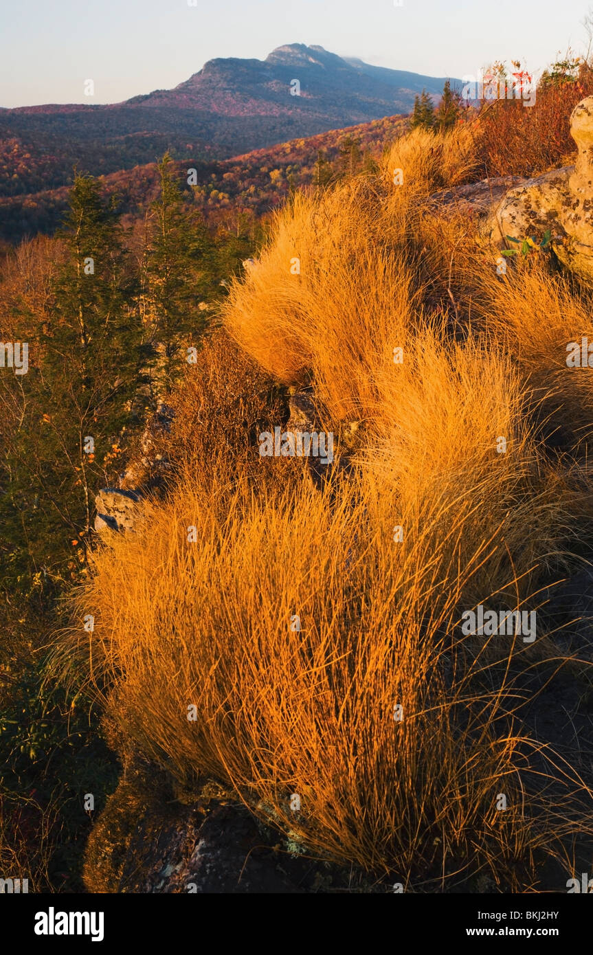 Blue Ridge Parkway, United States Of America; Mountain Oat Grass In ...