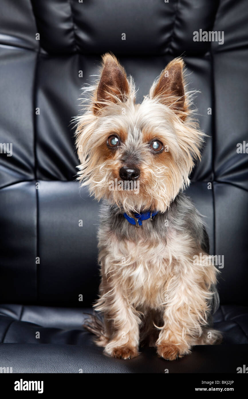 Vertical portrait yorkshire terrier hi-res stock photography and images ...