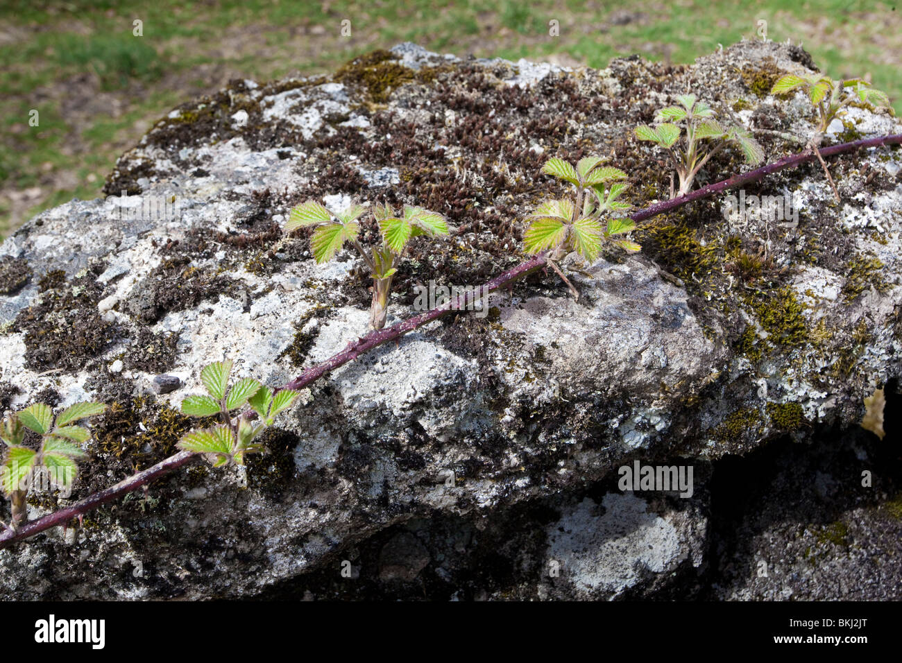 a bramble on a wall Devon England Stock Photo - Alamy