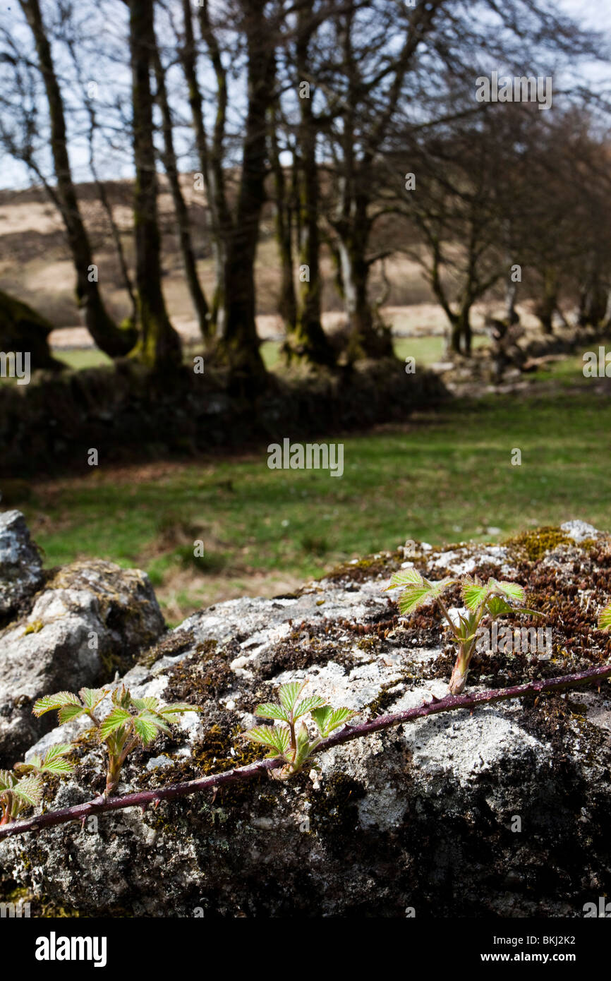 Perimeter wall hi-res stock photography and images - Alamy
