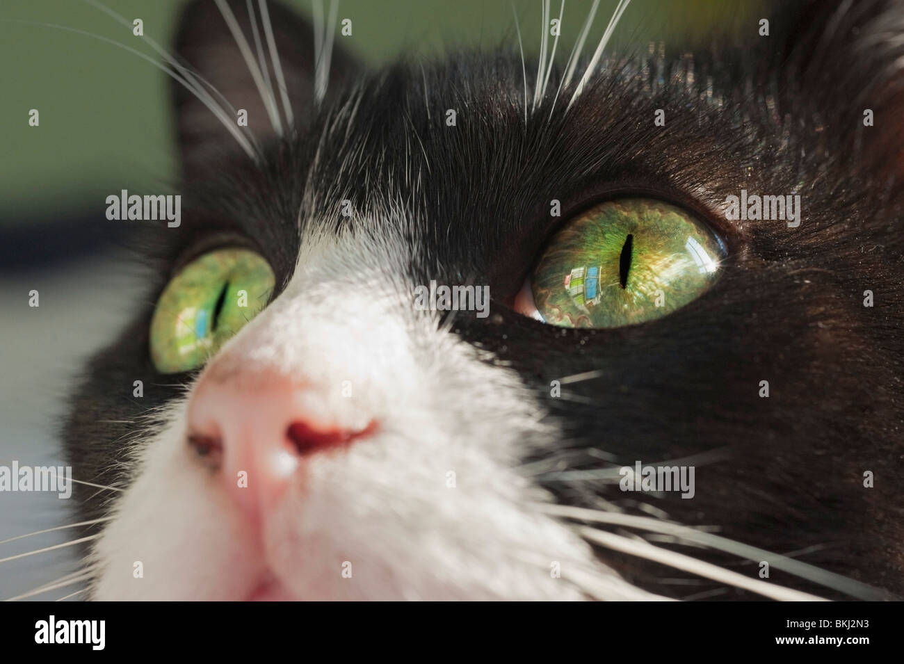 A Cat's Face Stock Photo - Alamy