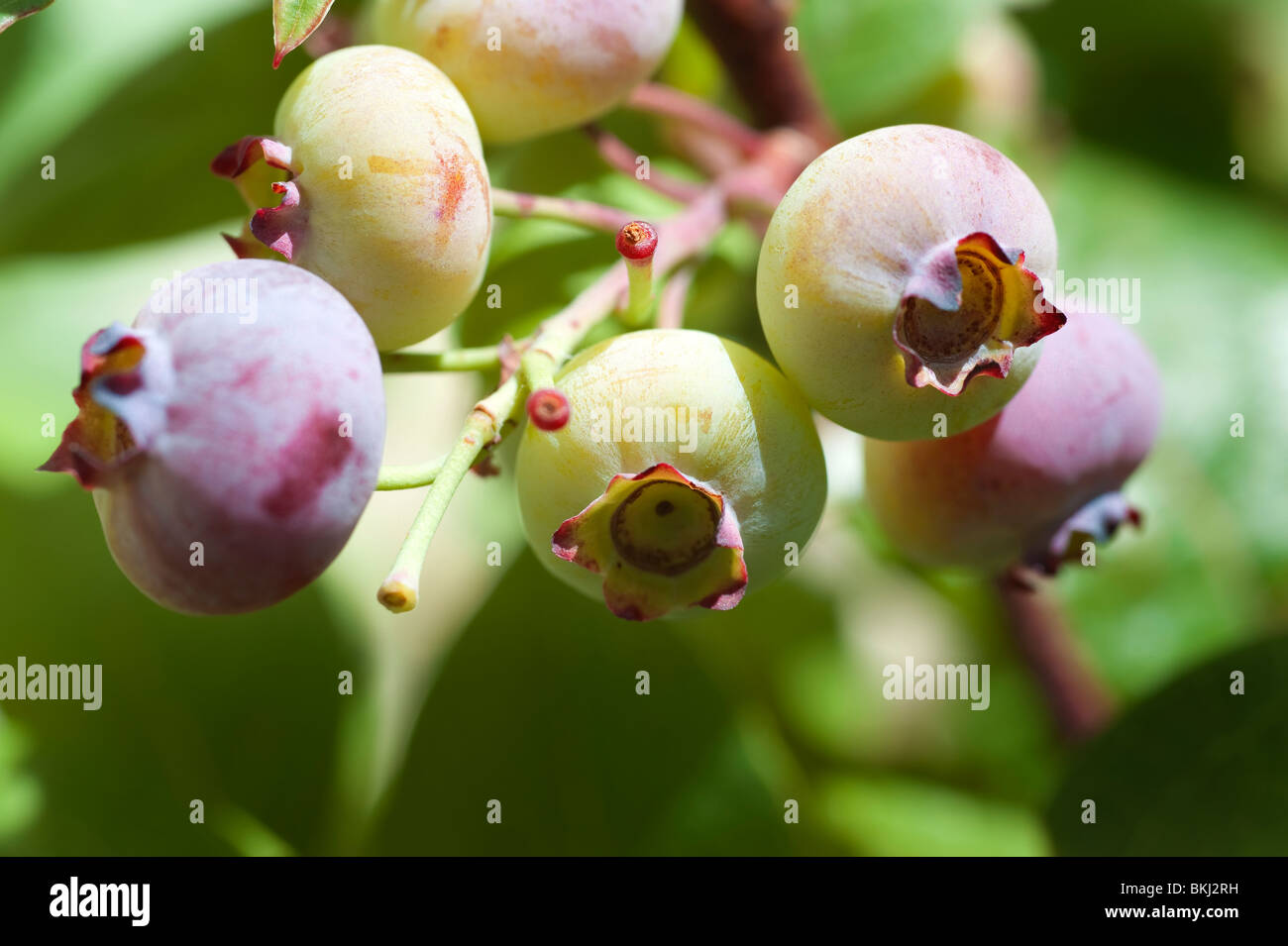 Unripe blueberries in domestic garden Stock Photo - Alamy