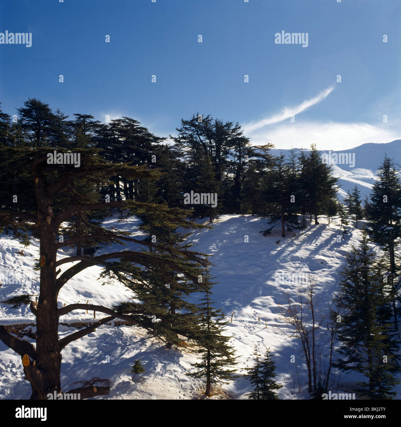 Cedar forest lebanon unesco hi-res stock photography and images - Alamy
