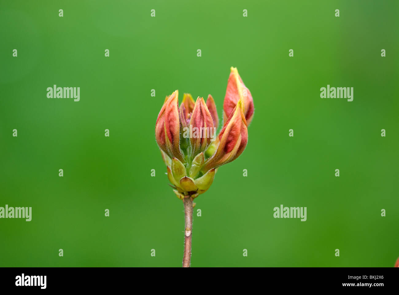 Gold Azalea High Resolution Stock Photography and Images - Alamy