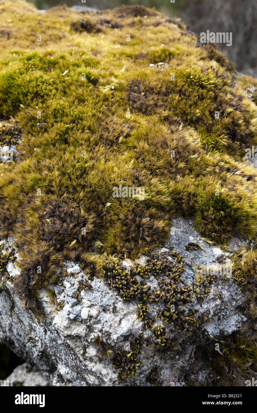 Lichen growing on a boundary wall Devon england Stock Photo - Alamy