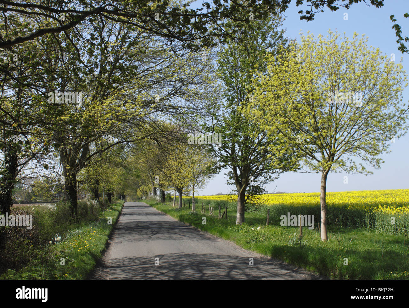 Country lane spring england uk hi-res stock photography and images - Alamy