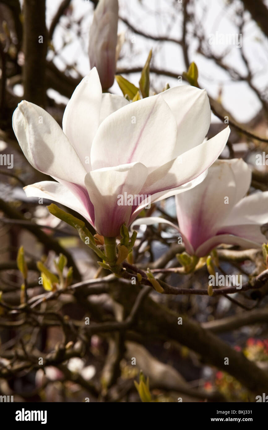 Magnolia soulangeana rustica rubra High Resolution Stock Photography ...