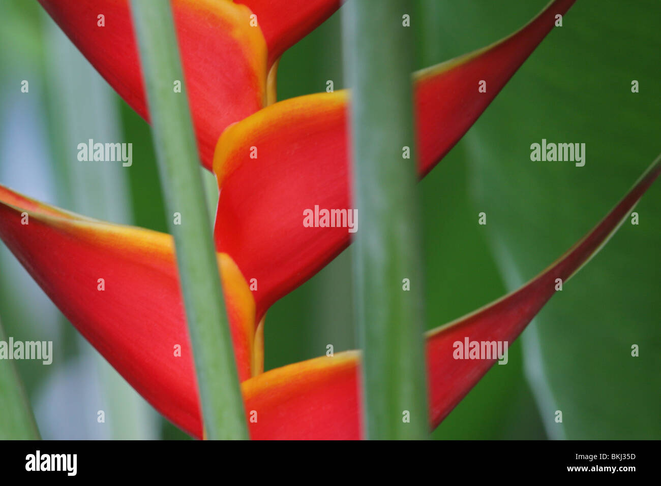 RED HELICONIA FLOWER Stock Photo - Alamy