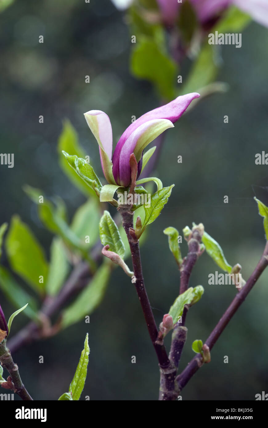 Magnolia bud in spring Stock Photo - Alamy