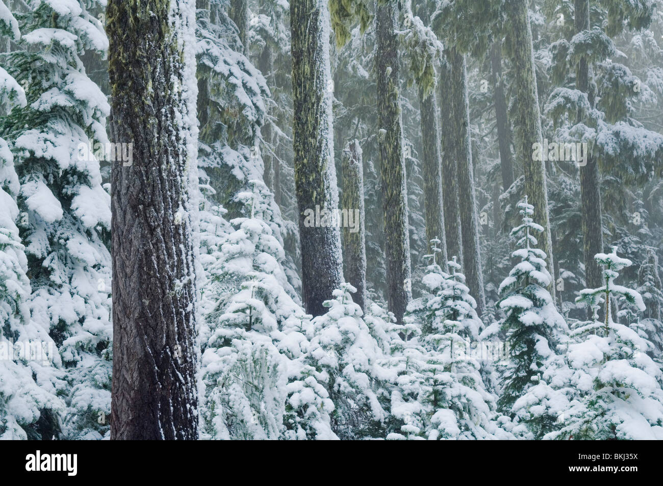 Oregon, United States Of America; Fresh Snow In Mount Hood National ...