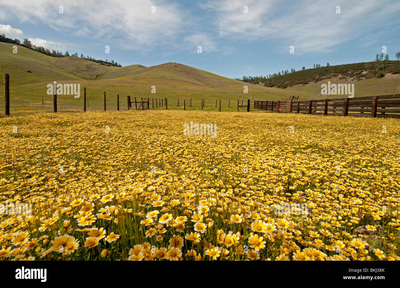 Yellow tidy tips Wildflowers at Bear Valley Road, California Stock ...