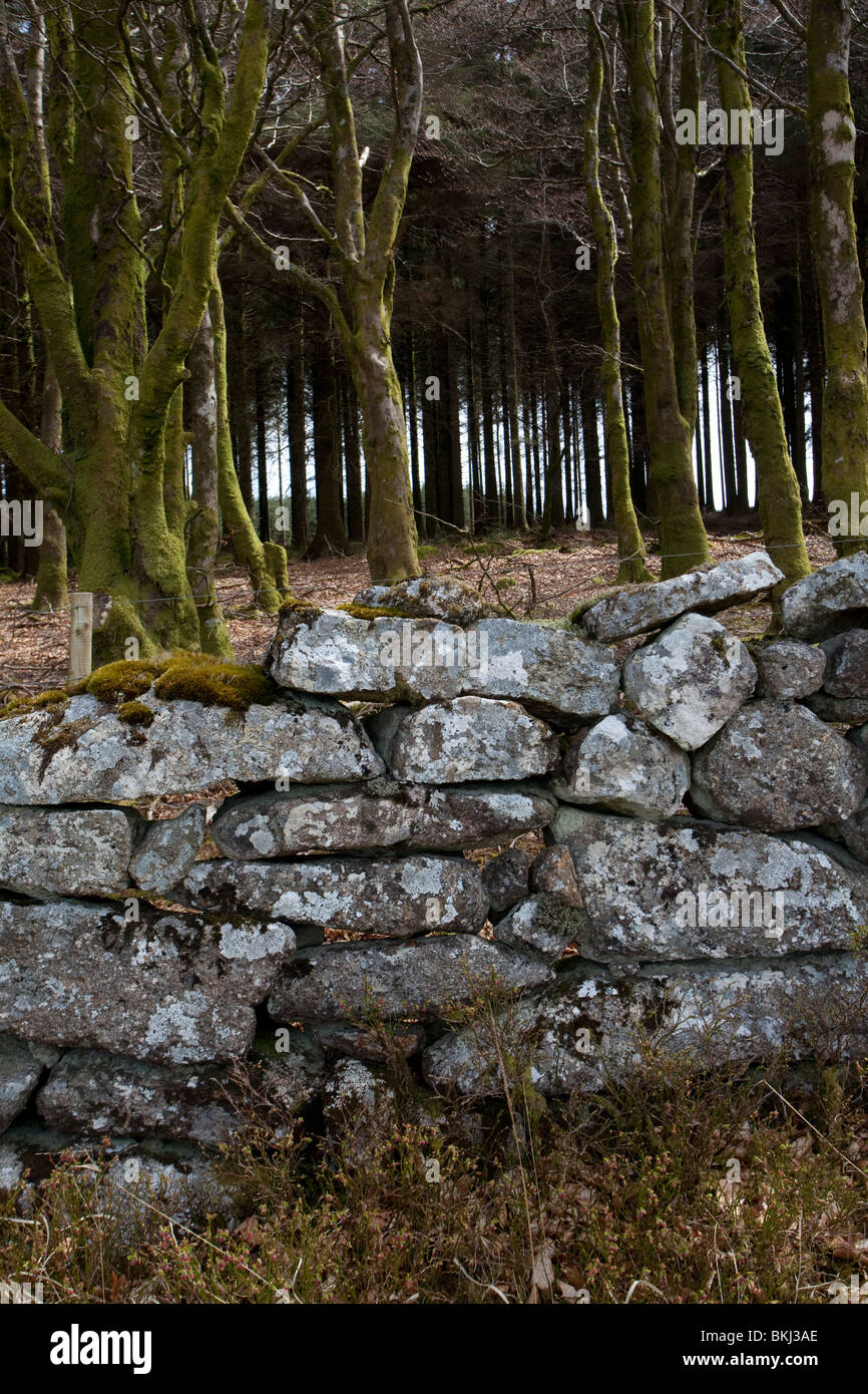 A stone wall on Dartmoor Devon Stock Photo - Alamy