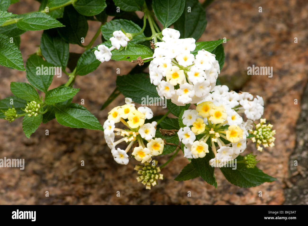 White lantana flower hi-res stock photography and images - Alamy