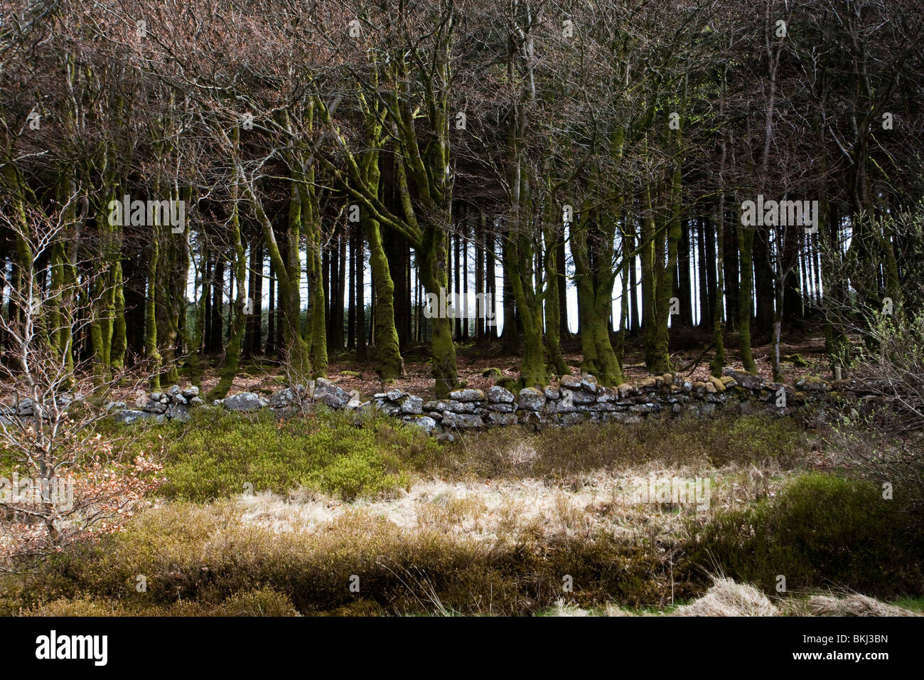 Tree trees forest woodland hi-res stock photography and images - Alamy