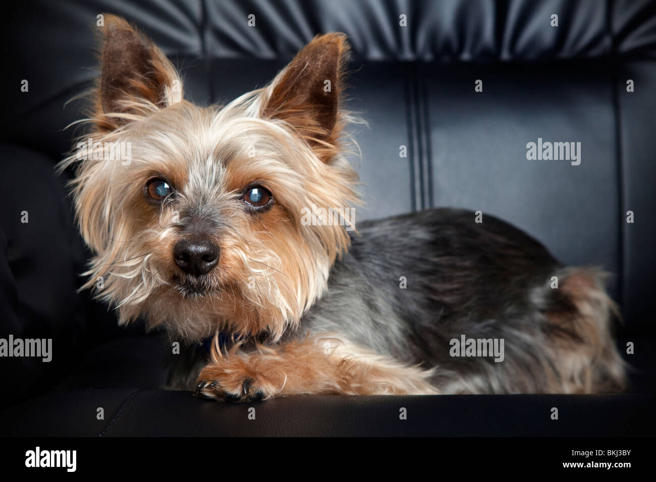 Close up shot yorkshire hi-res stock photography and images - Alamy