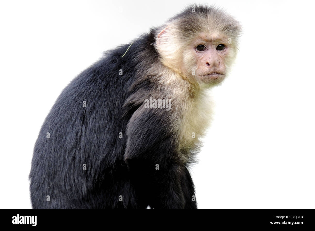 Capuchin monkey hi-res stock photography and images - Alamy