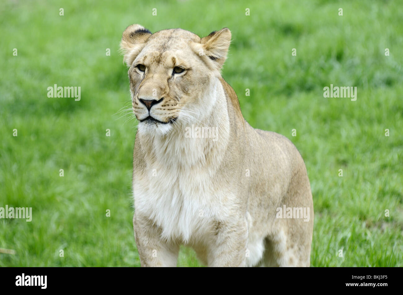 Lion of jungle hi-res stock photography and images - Alamy