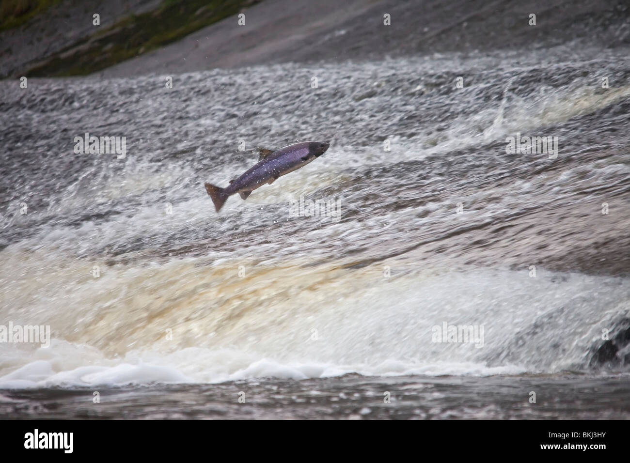 Salmon swim upstream in hi-res stock photography and images - Alamy