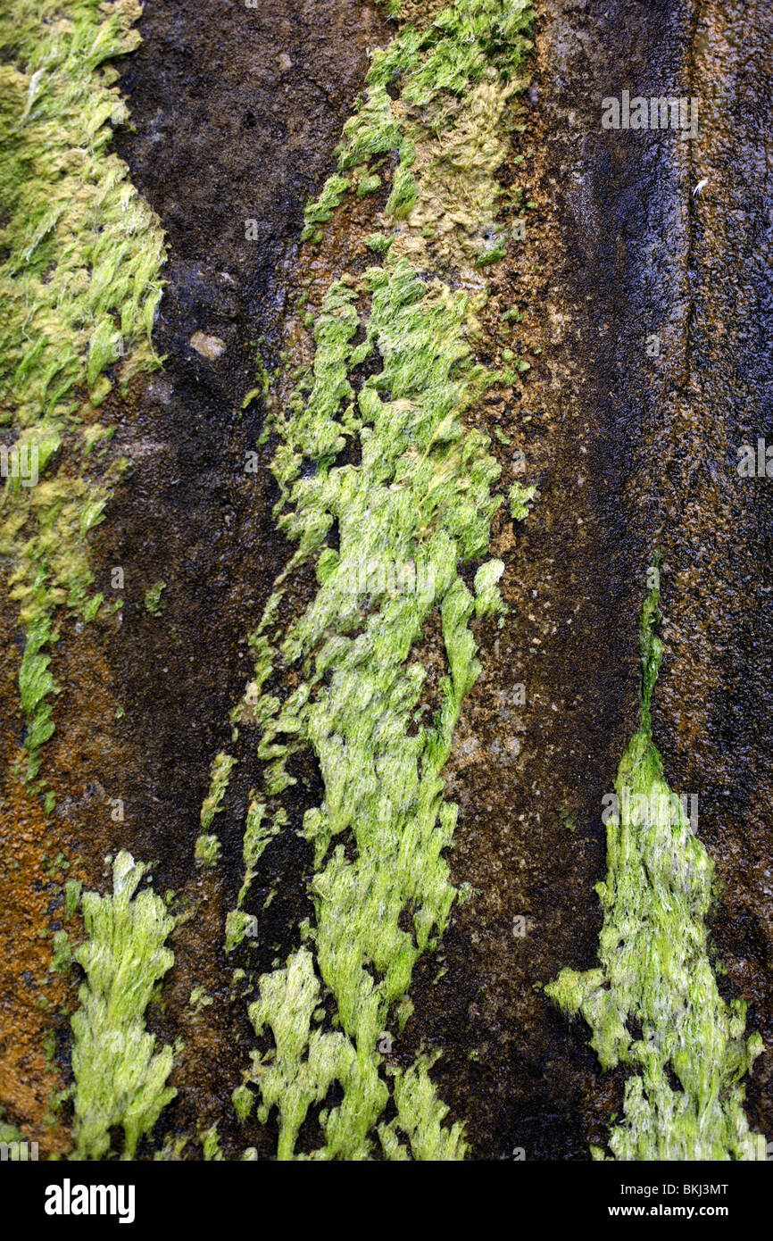 Algae grows on a rock Stock Photo - Alamy