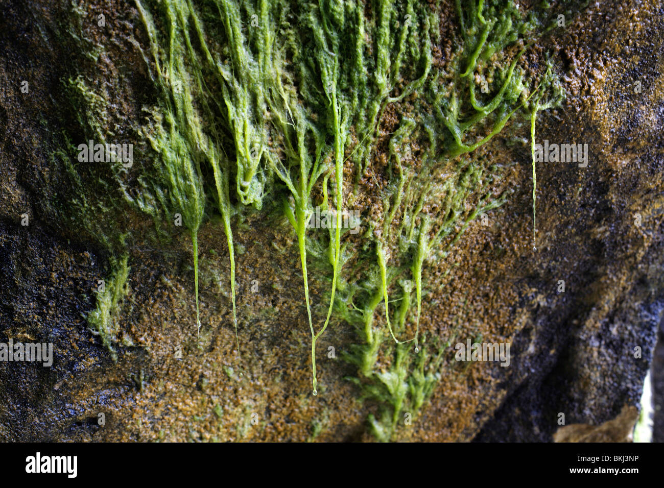 Algae grows on a rock Stock Photo - Alamy